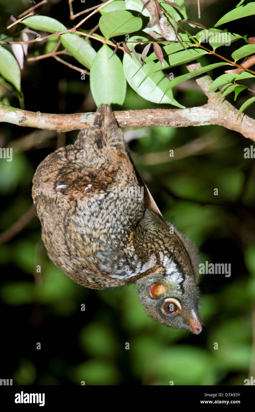 Cynocephalus variegatus hi-res stock photography and images - Alamy