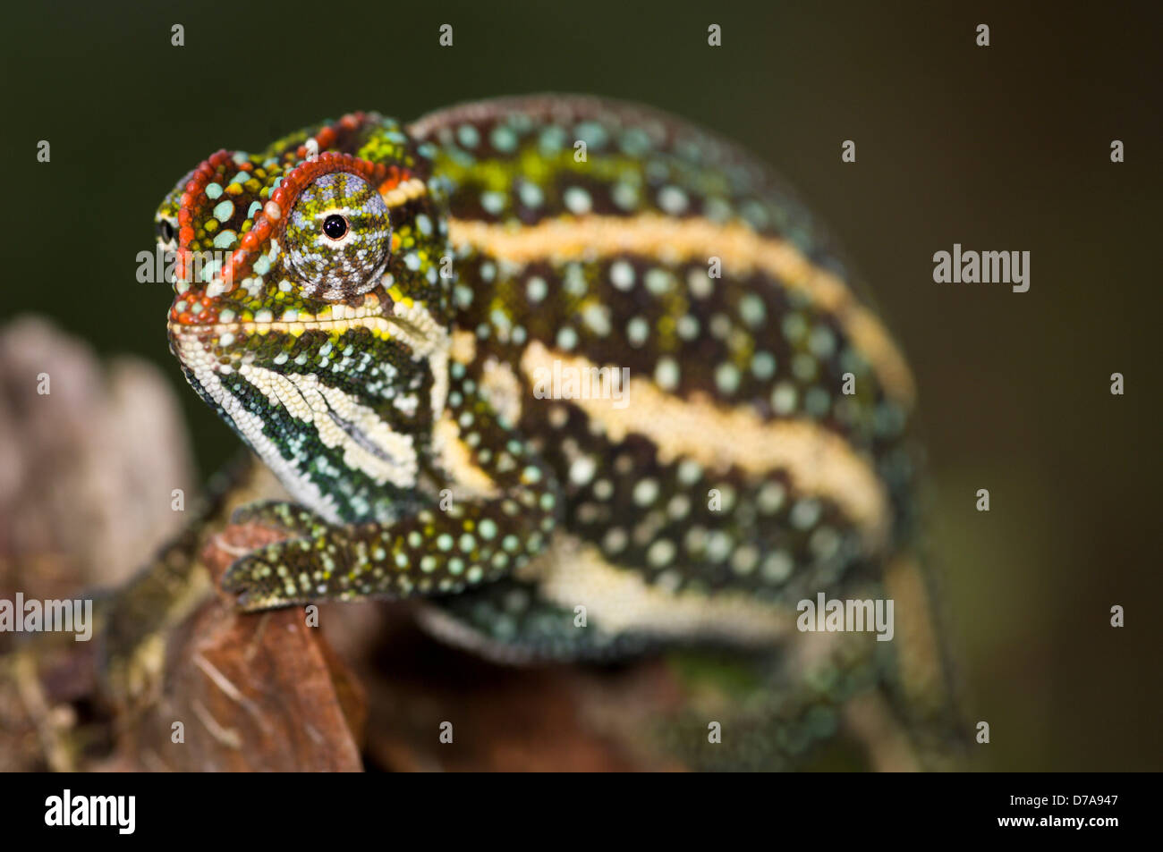 Male Montane Jewelled chameleon Furcifer campani in breeding coloration ...