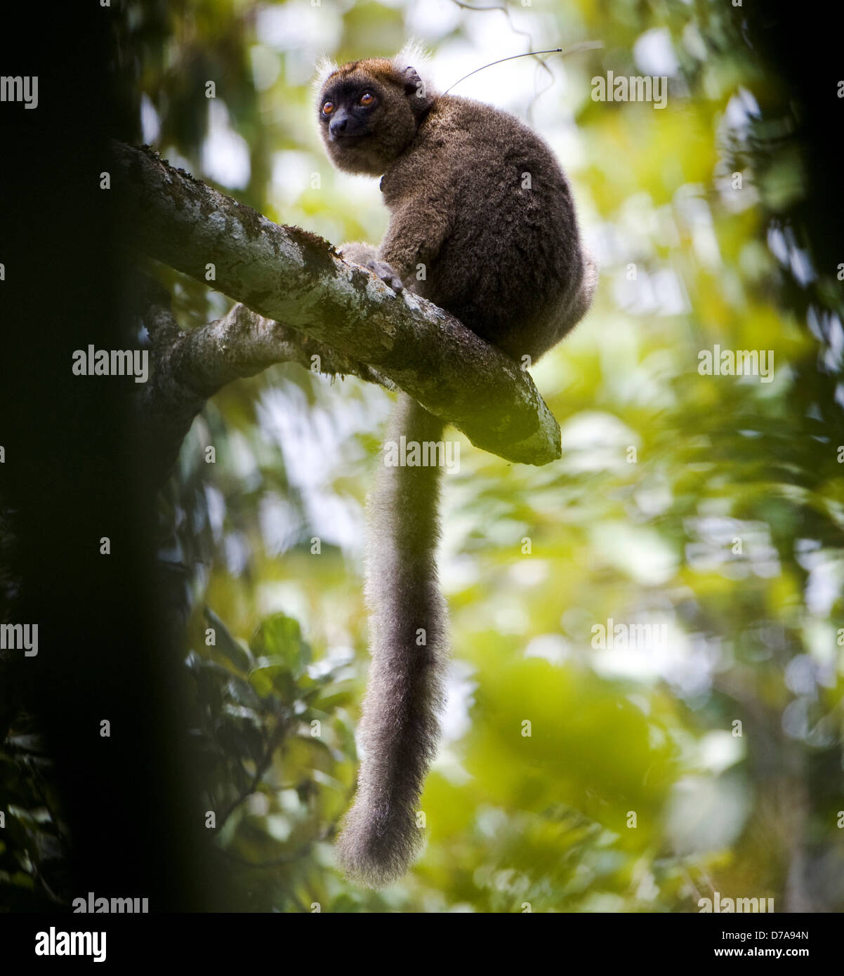 Young male Greater Bamboo lemur Prolemur simus in unprotected forest ...