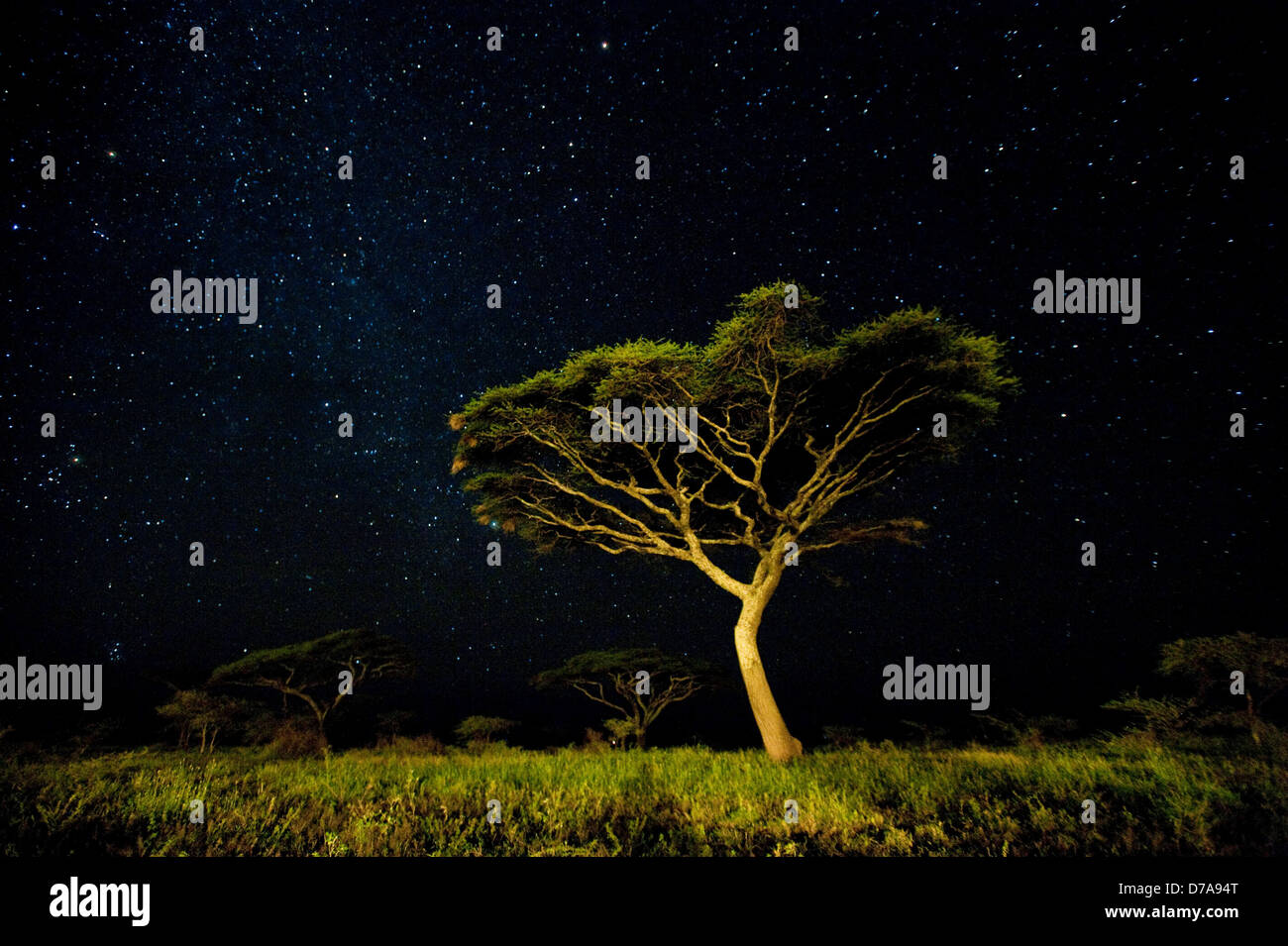 Acacia tree at night star-filled sky Ngorongoro Conservation Area ...