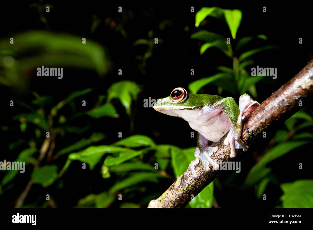Boophis tree frog of madagascar image hi-res stock photography and ...