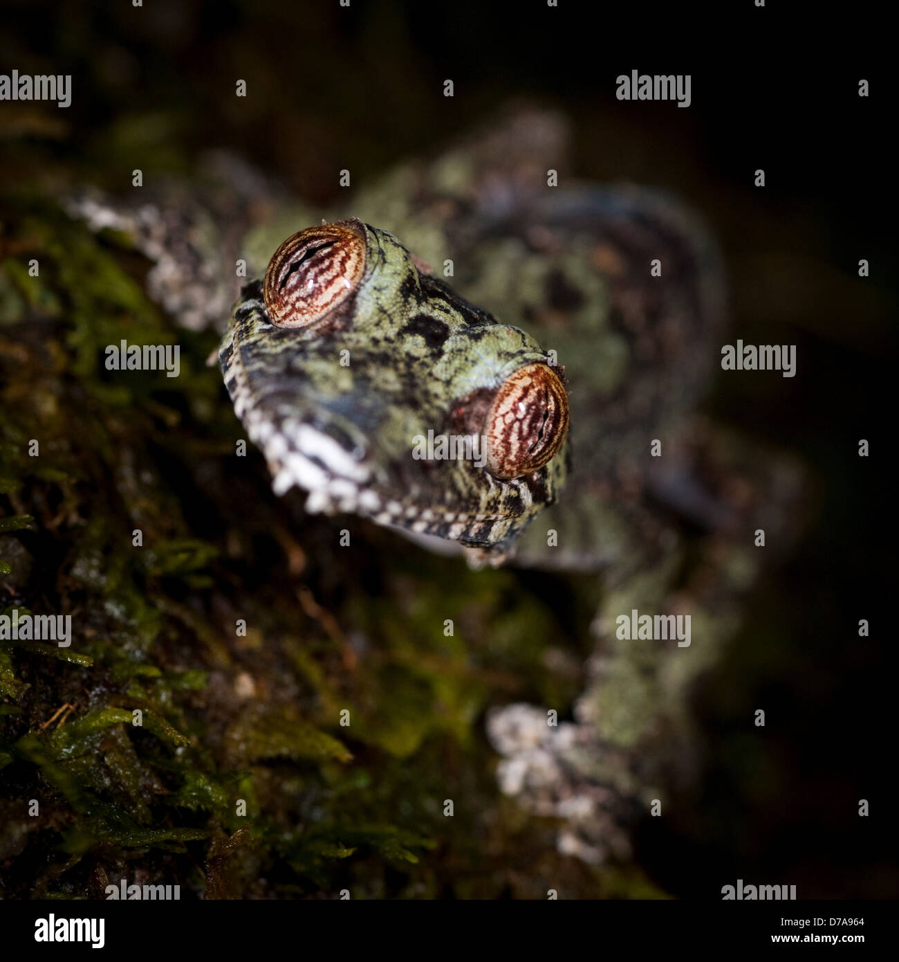 Nocturnal arboreal gecko hi-res stock photography and images - Alamy