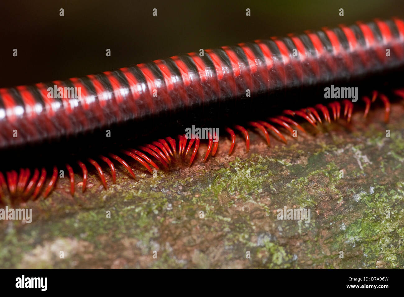 Giant Millipede in lowland rainforest Masoala National Park Madagascar ...
