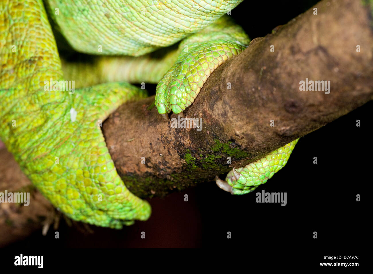 Grasping foot Male Parson's chameleon Calumma parsonii in rainforest ...