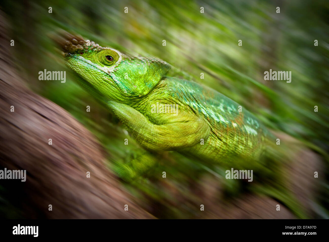 Male Parson's chameleon Calumma parsonii in rainforest understory ...