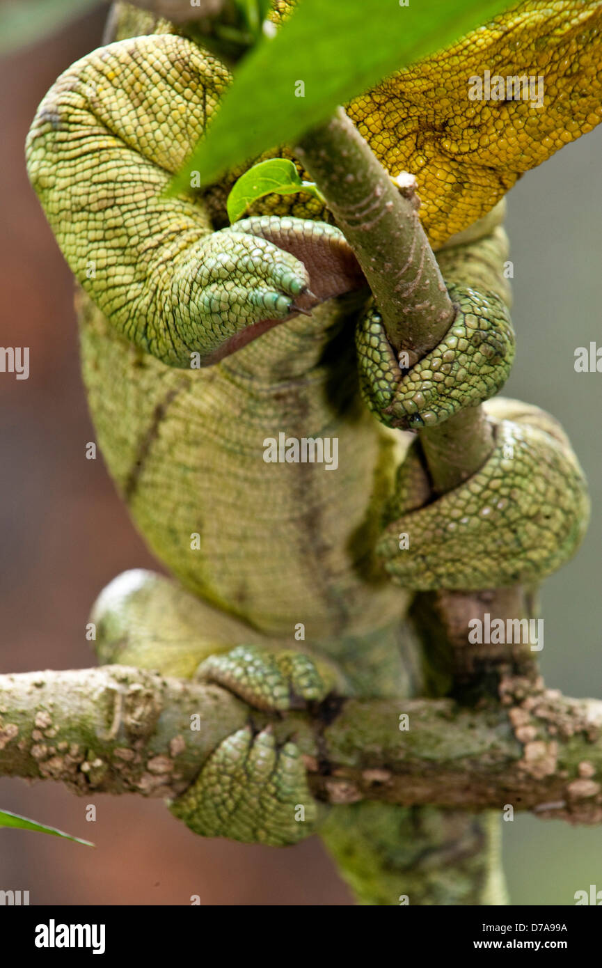 Grasping animal hi-res stock photography and images - Alamy