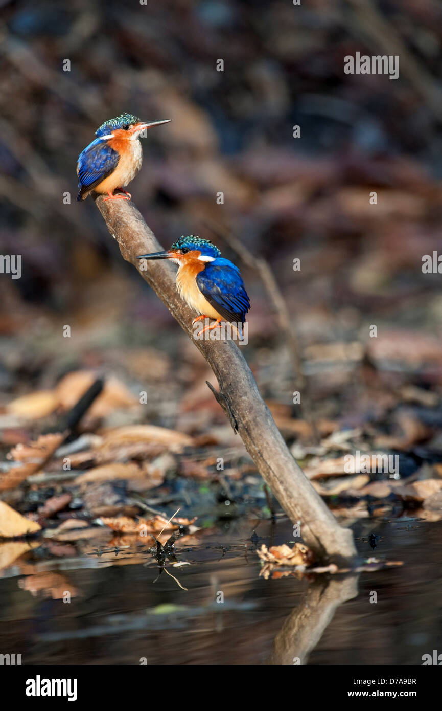 Corythornis vintsioides vintsioides hi-res stock photography and images ...