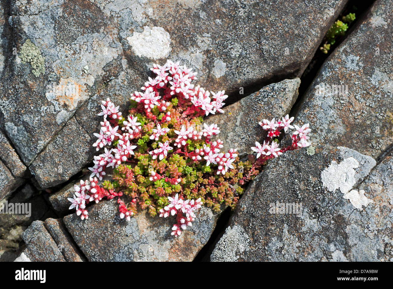 English Stonecrop Sedum anglicum growing on stones on shoreline Loch Na ...