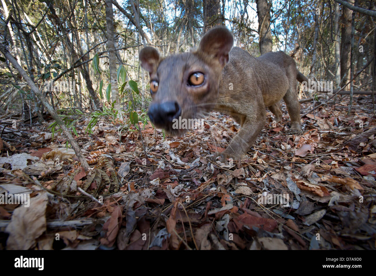 Adult male fossa Crytoprocta ferox investigating camera set in leaf ...