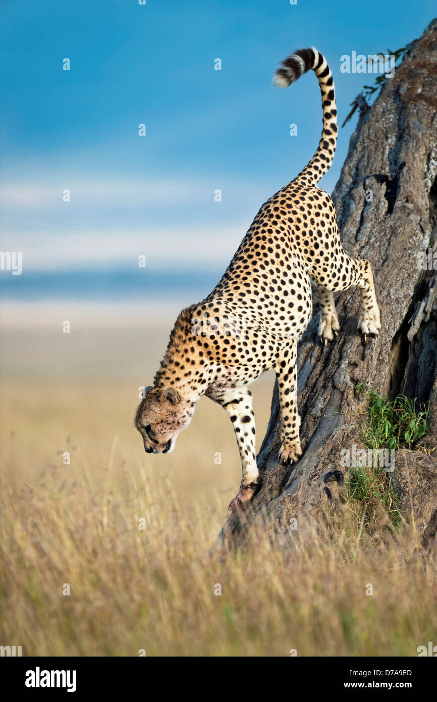 Adult male cheetah Acinonyx jubatus climbing down tree Masai Mara ...
