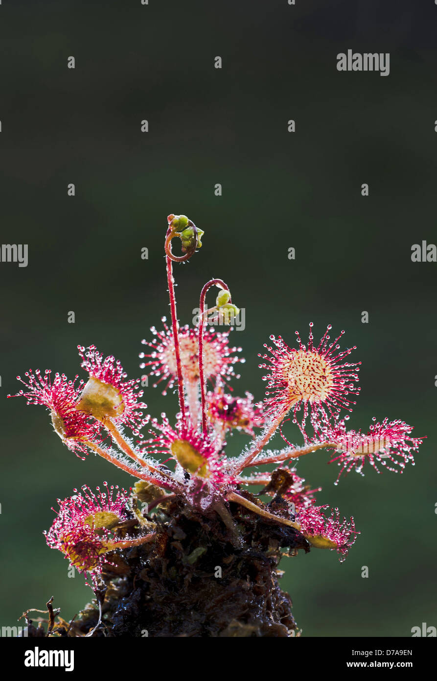 Round-Leaf sundew Drosera rotundifolia early morning dew Mull Scotland ...