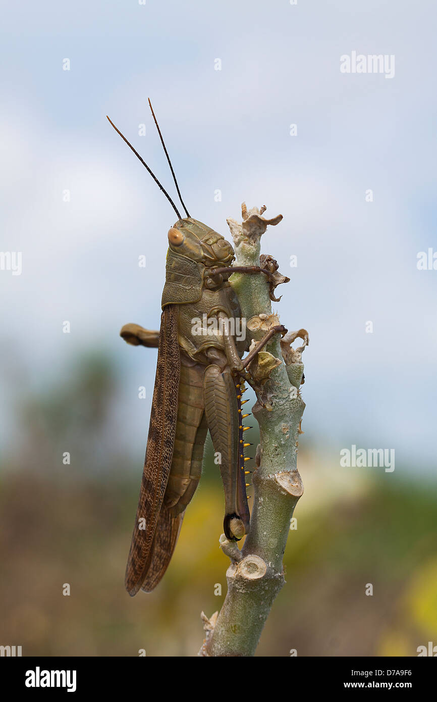 macro grasshopper standing on three with sky to background Stock Photo ...