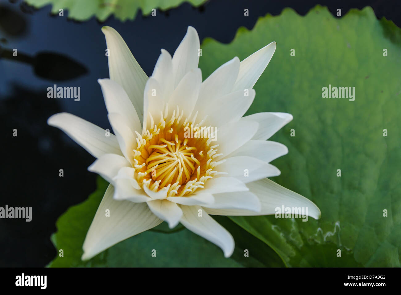 Beautiful white lotus with yellow stamen and green leaves Stock Photo ...