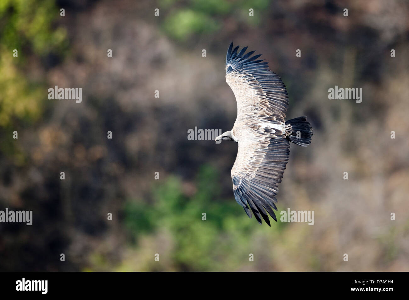 Adult Indian Long-Billed vulture Gyps indicus in flight Bandhavgarh ...