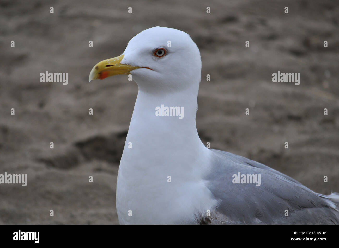 Seagull on the beach Stock Photo - Alamy