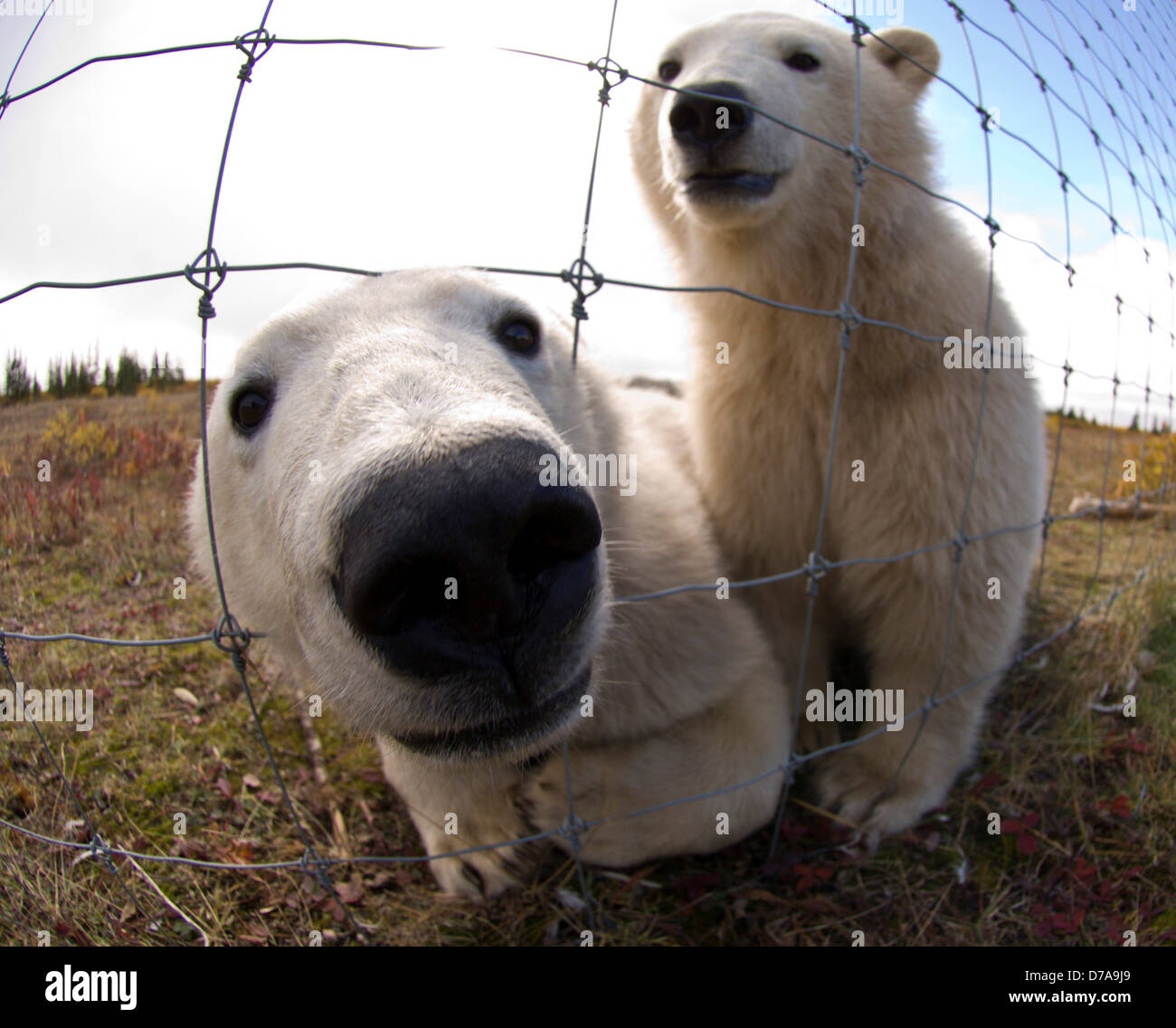 Bear wire hi-res stock photography and images - Alamy