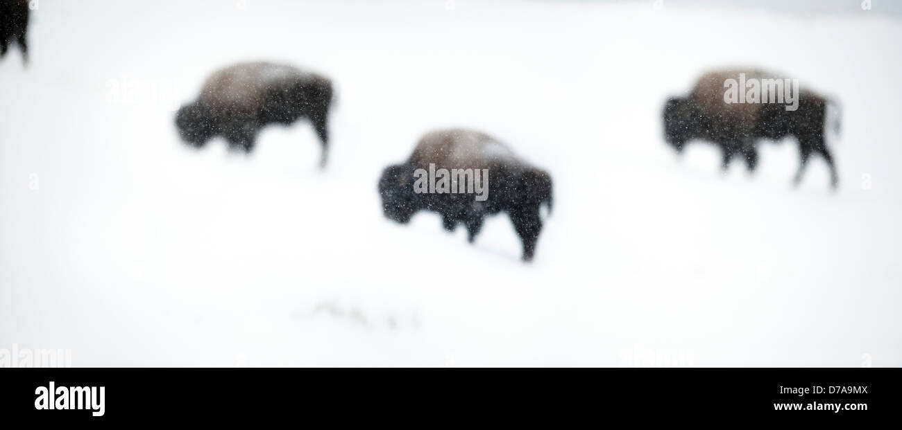 Bison in winter storm hi-res stock photography and images - Alamy