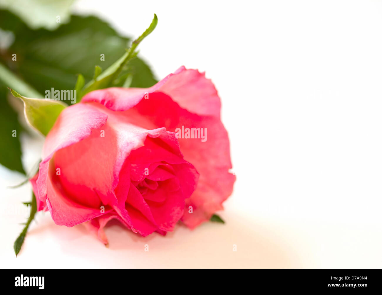 Rose pink perfection hi-res stock photography and images - Alamy