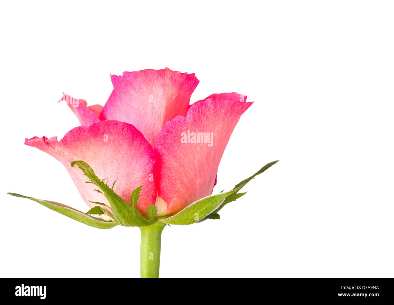 Single pink rose on white Stock Photo - Alamy