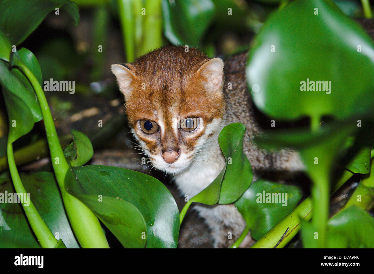 Flat-Headed cat Felis planiceps hunting frogs in river margins at night ...