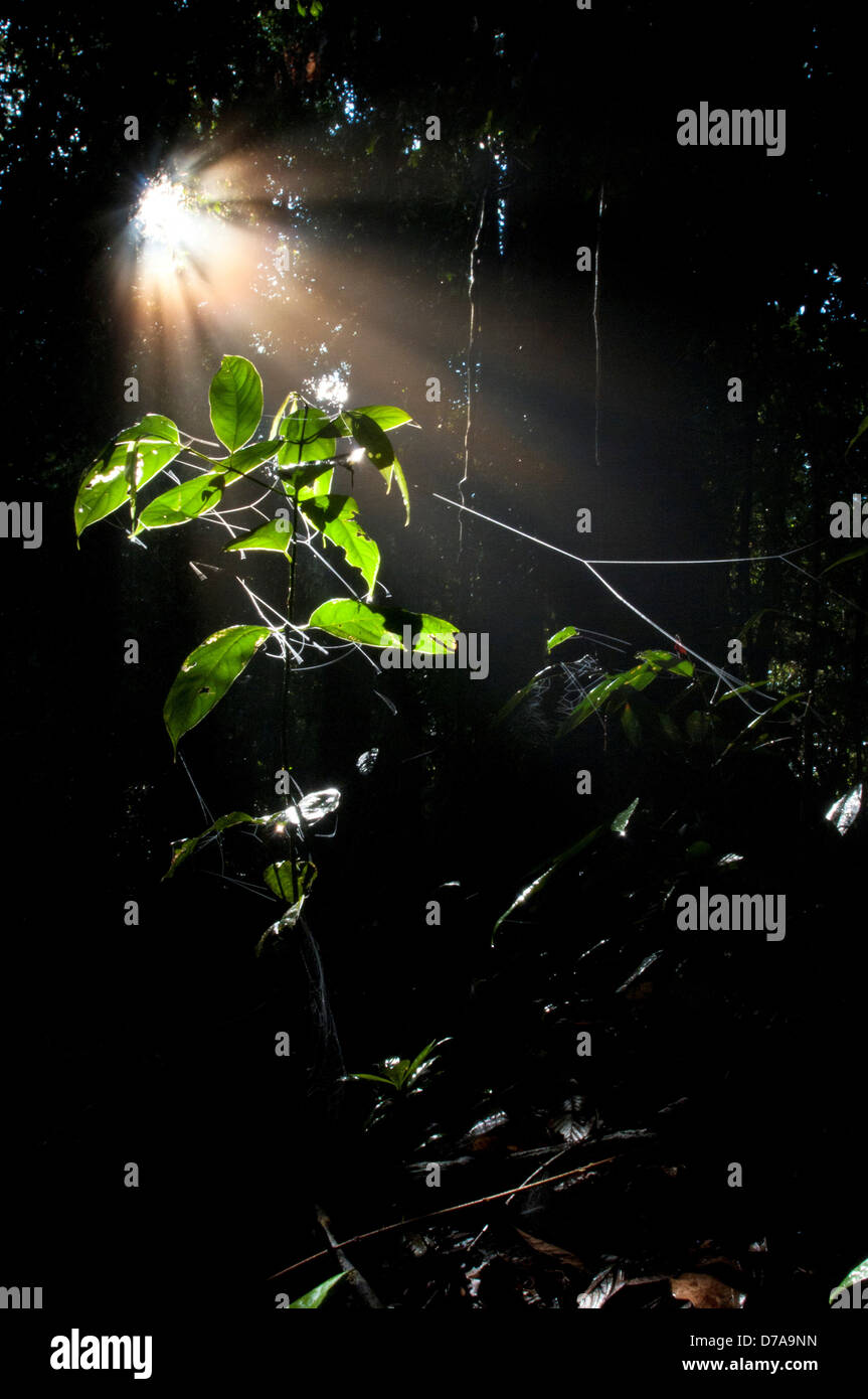 Rainforest tree sapling High Resolution Stock Photography and Images ...