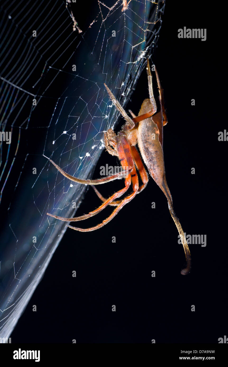 Elephant Spider Possibly poltys waiting in ambush in its web at night ...