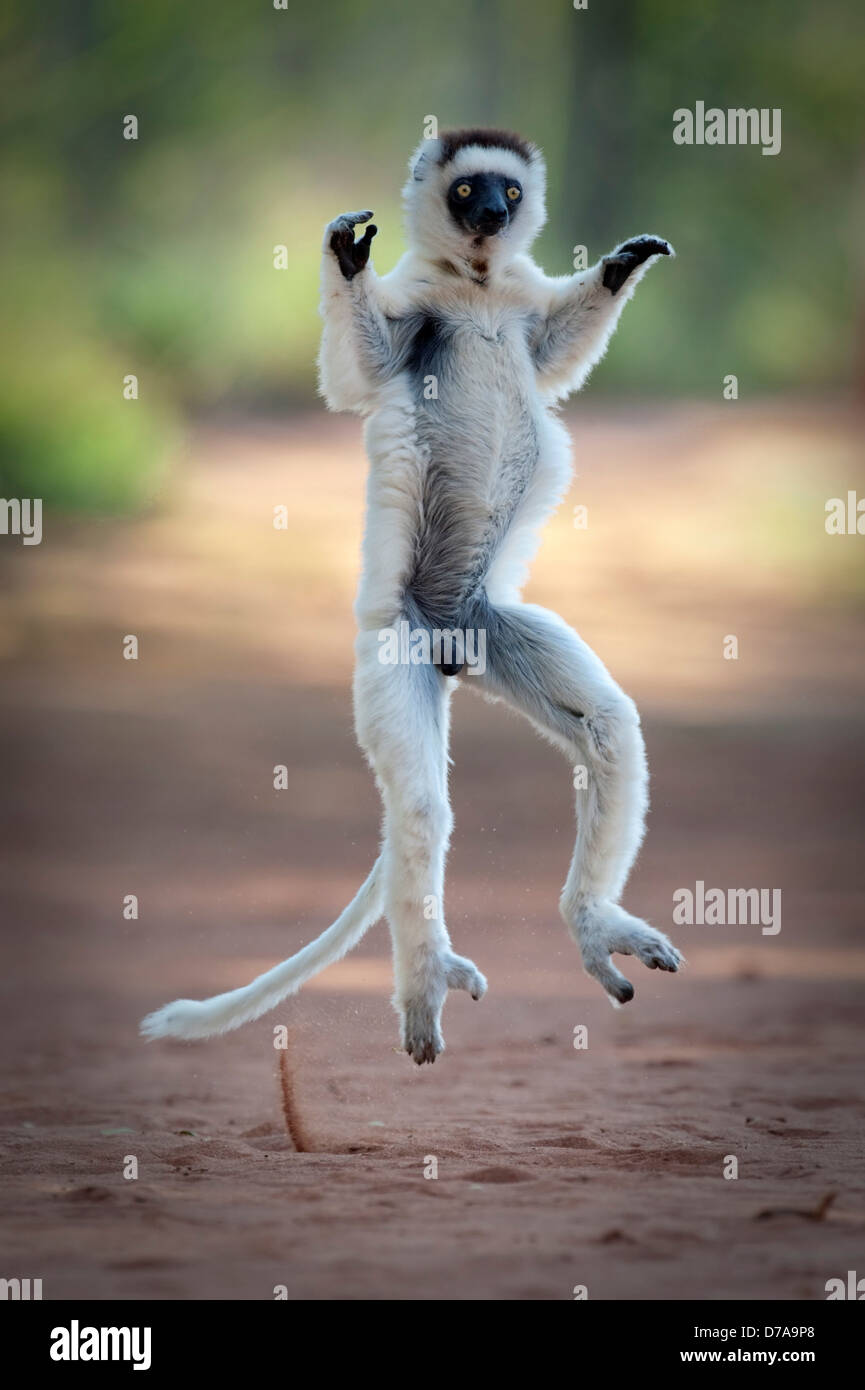 Verreaux's sifaka Propithecus verreauxi skipping across open space in ...