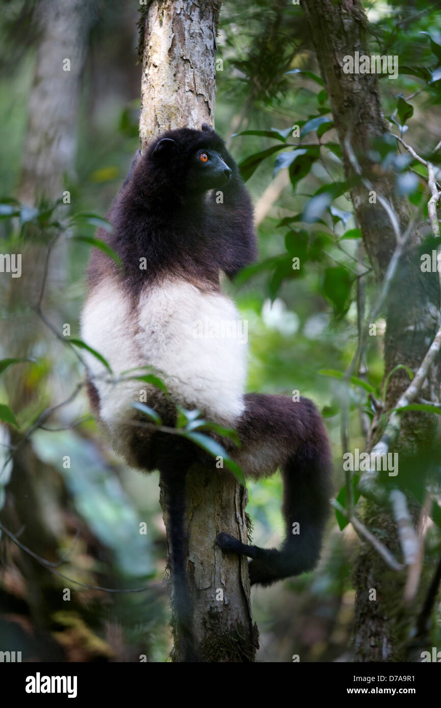 Milne edwards sifaka propithecus edwardsi hi-res stock photography and ...