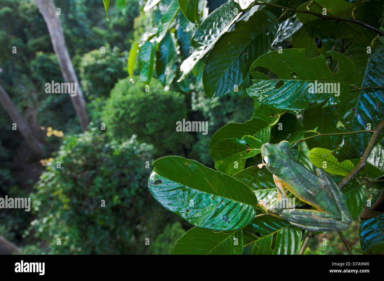 Wallace's Flying frog Rhacophorus nigropalmatus in rainforest canopy ...