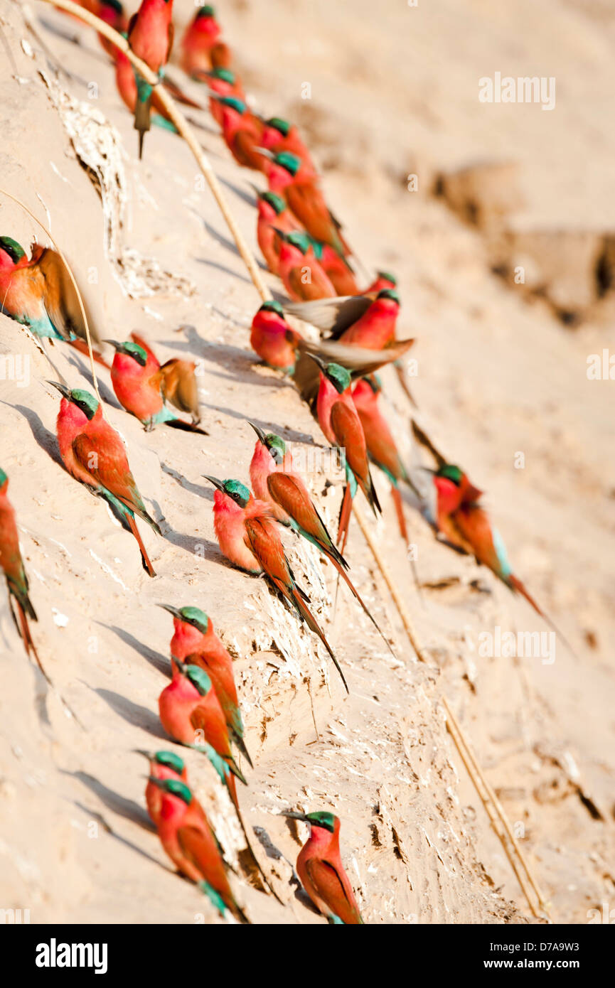 Flock Southern Carmine Bee-Eaters Merops nubicoides Banks Luangwa River ...