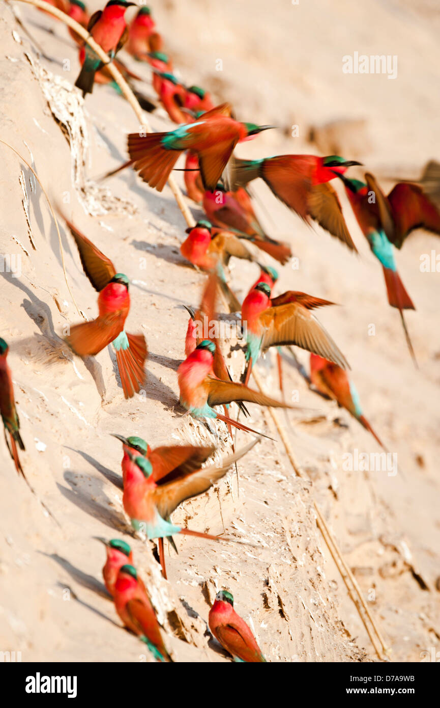 Flock Southern Carmine Bee-Eaters Merops nubicoides Banks Luangwa River ...