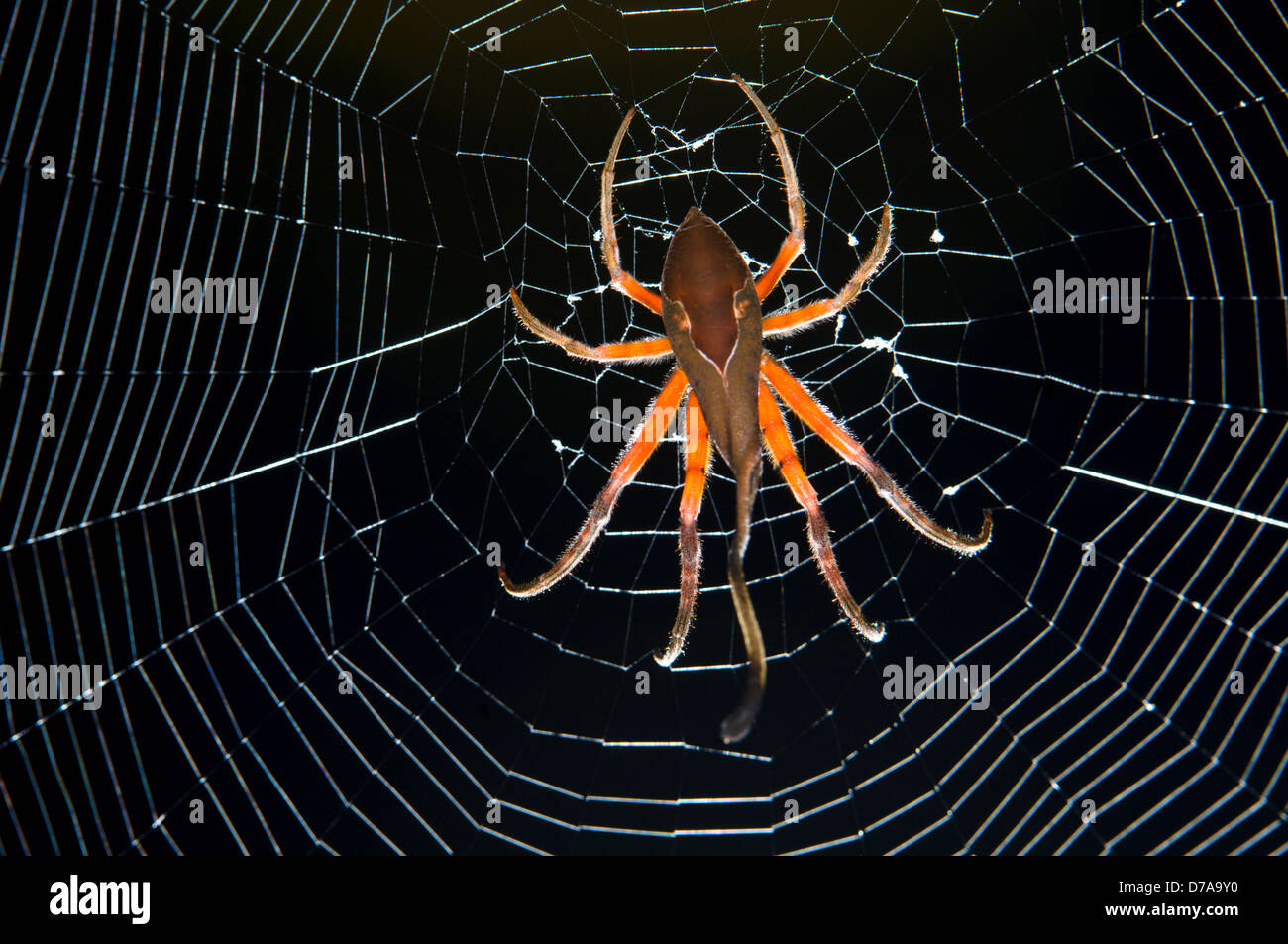 Elephant Spider Possibly poltys waiting in ambush in its web at night ...