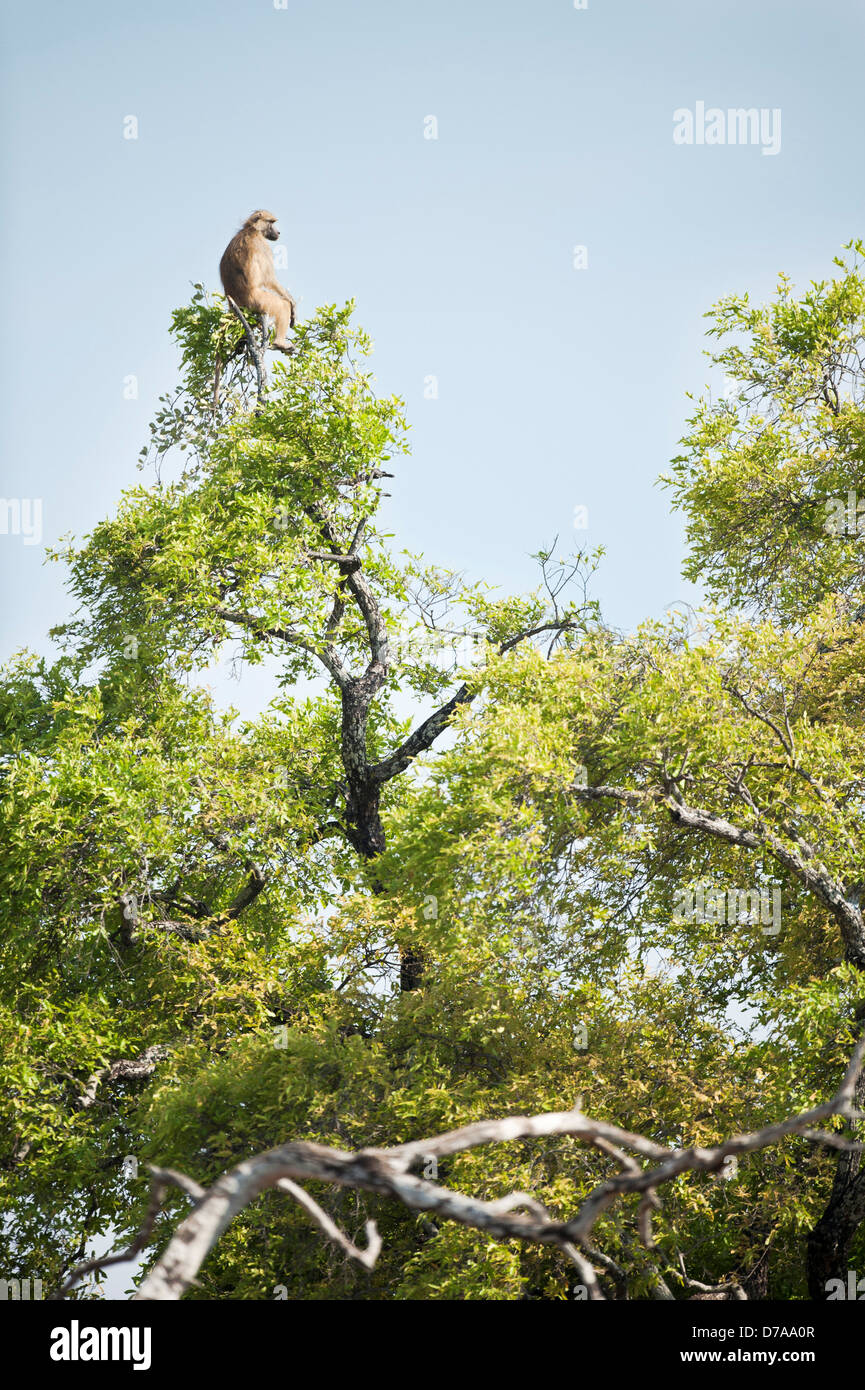 Yellow baboon Papio cynocephalus acting as look out troop tree top ...