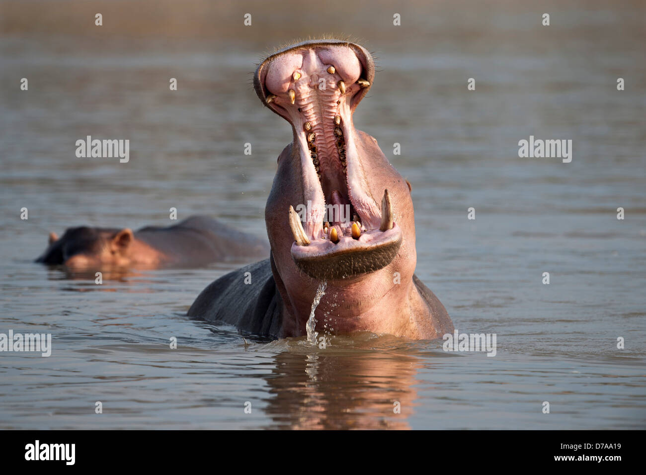 Adult male Hippopotamus Hippopotamus amphibius posturing in aggressive ...