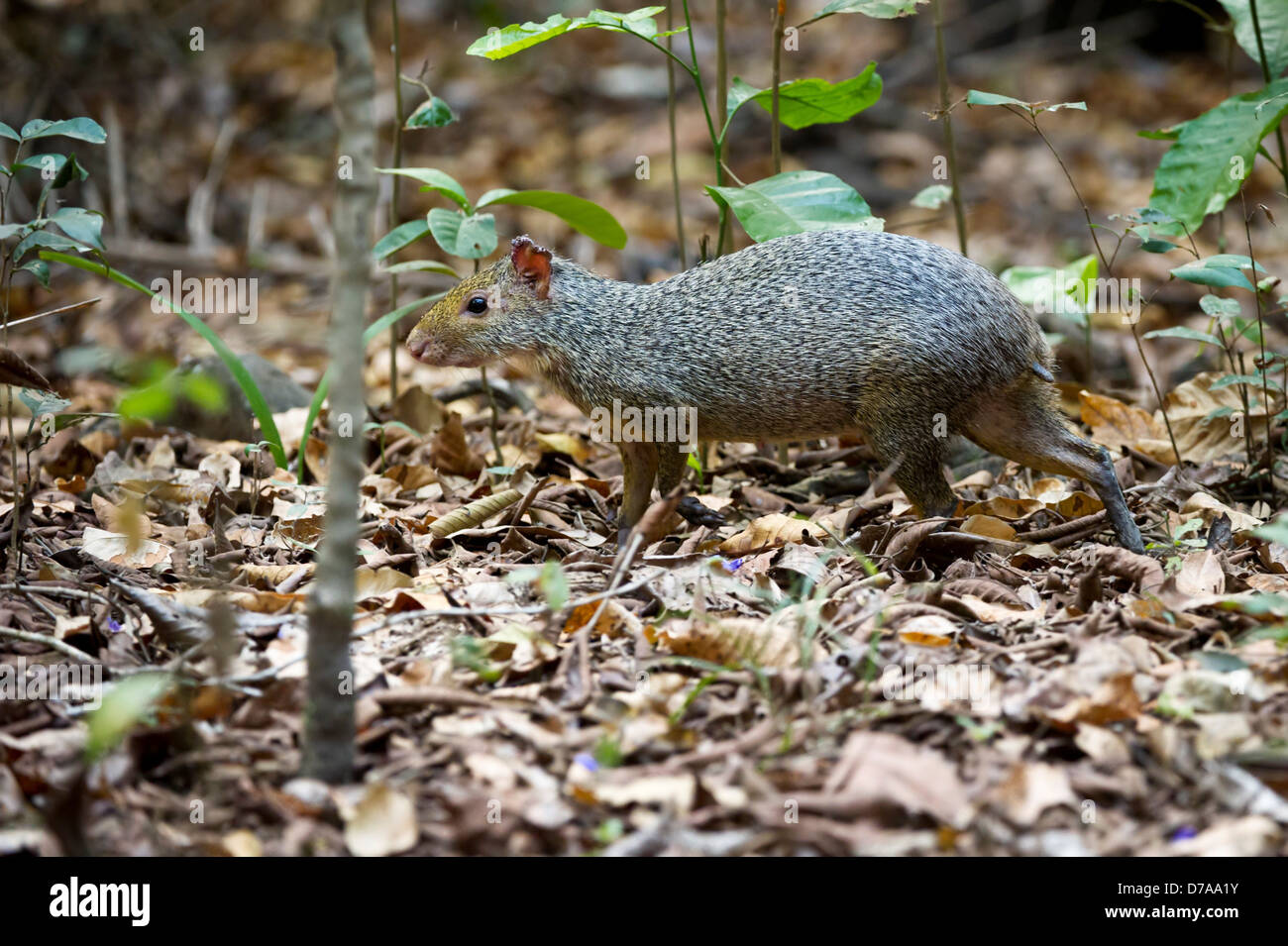 Azaras agouti dasyprocta azarae hi-res stock photography and images - Alamy