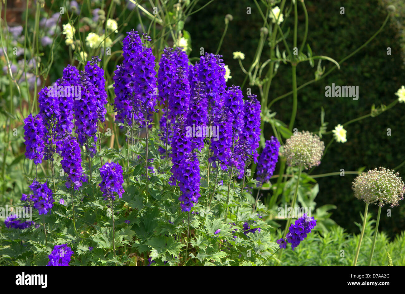 Deep blue delphiniums in a summer garden Stock Photo - Alamy