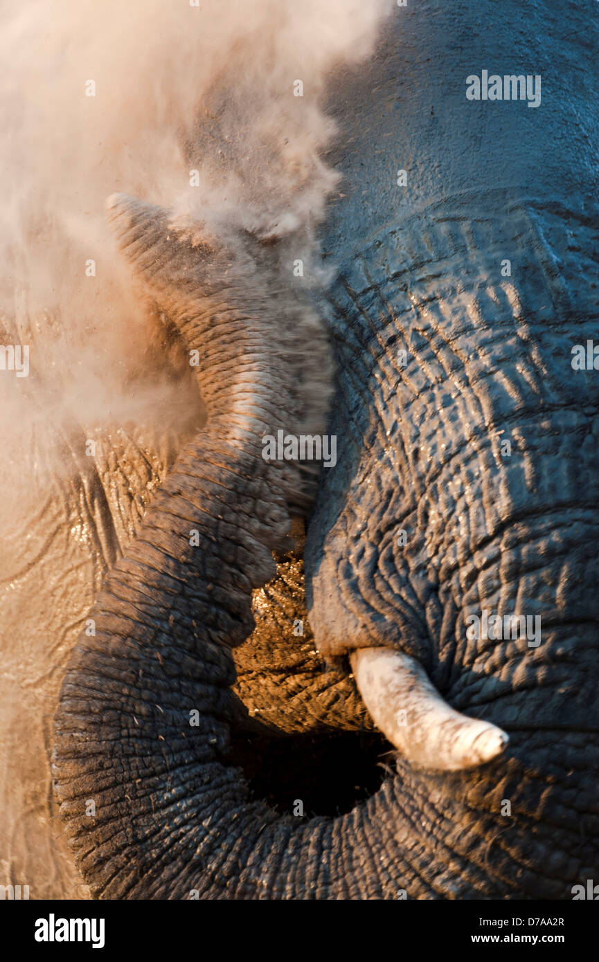 Adult African elephant Loxodonta africana dust bathing on banks Luangwa ...