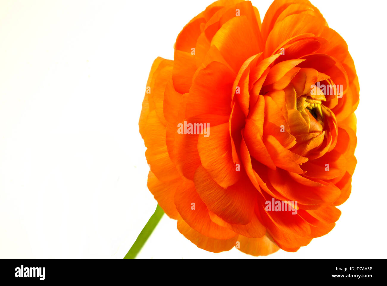 Single flower stems hi-res stock photography and images - Alamy