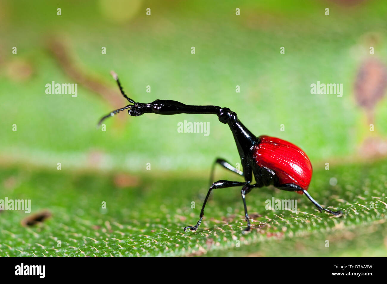 Male Giraffe-Necked Weevil Trachelophorus giraffa at Montane rainforest ...