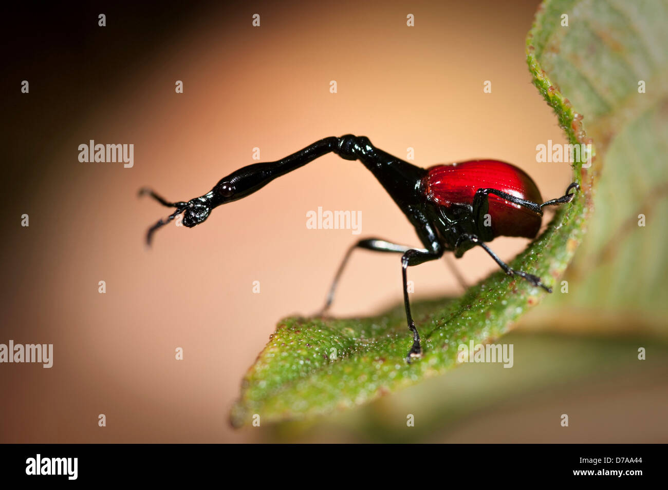 Male Giraffe-Necked Weevil Trachelophorus giraffa at Montane rainforest ...