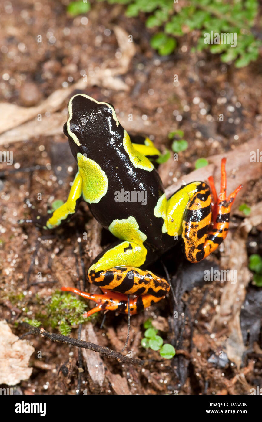 Mantella frog Mantella baroni Ranomafana National Park Madagascar Stock ...