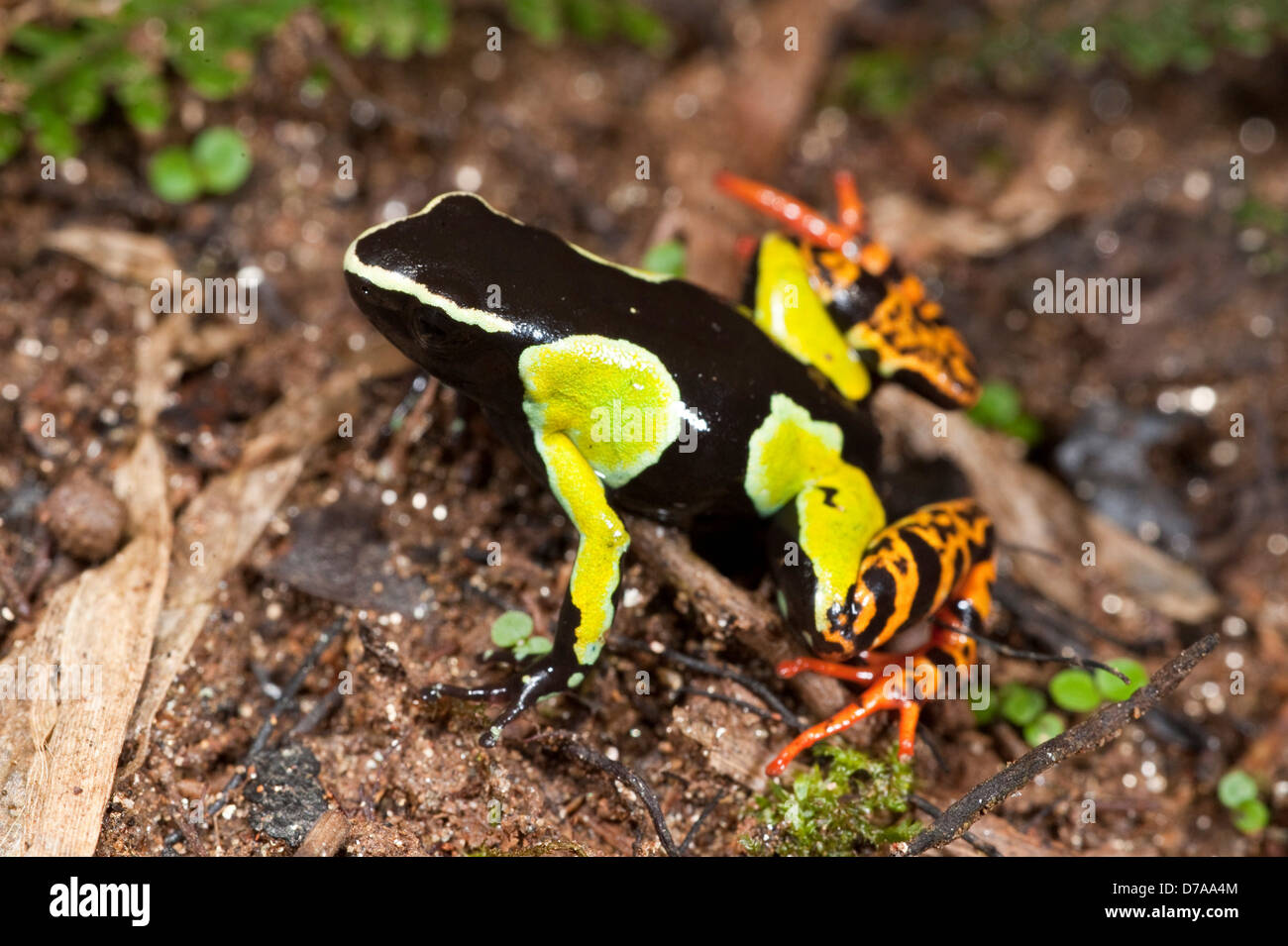 Mantella frog Mantella baroni Ranomafana National Park Madagascar Stock ...