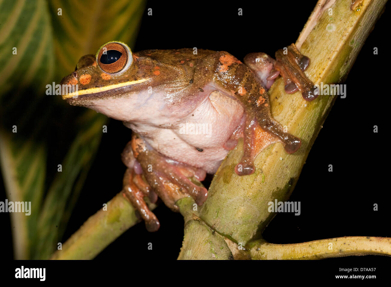White-Lipped Tree frog Boophis albilabris in rainforest canopy Masoala ...