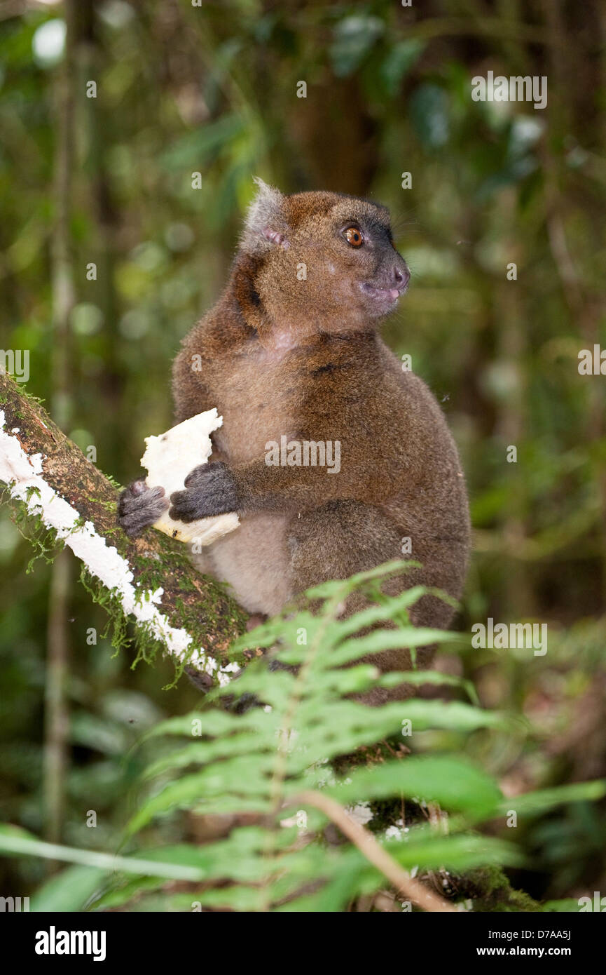 Adult Greater Bamboo lemur Prolemur simus eating pith Giant Bamboo ...