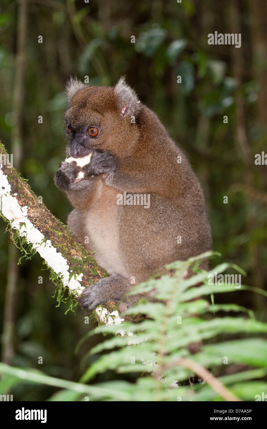 Adult Greater Bamboo lemur Prolemur simus eating pith Giant Bamboo ...