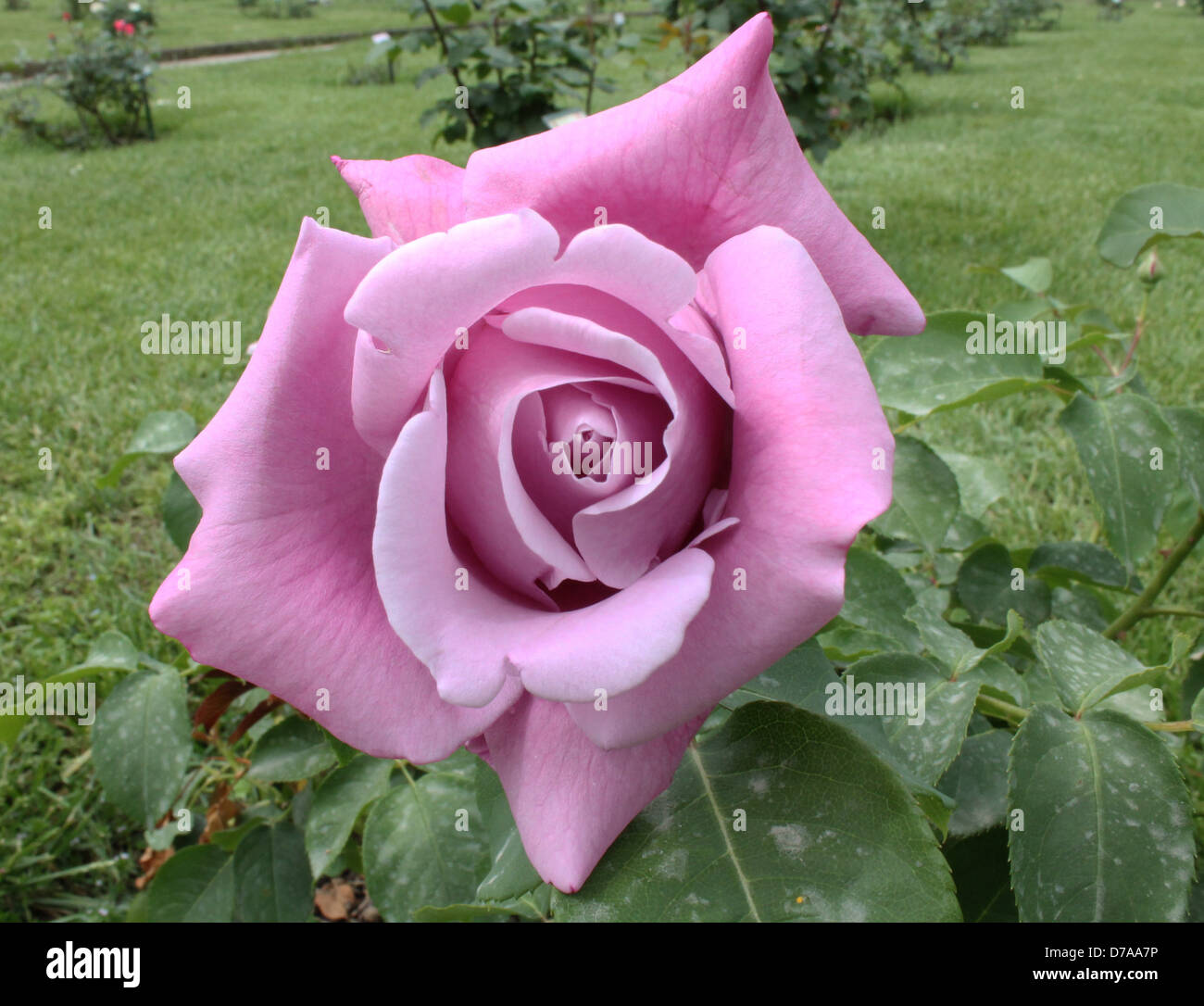 A specimen of "Charles De Gaulle" rose Stock Photo - Alamy