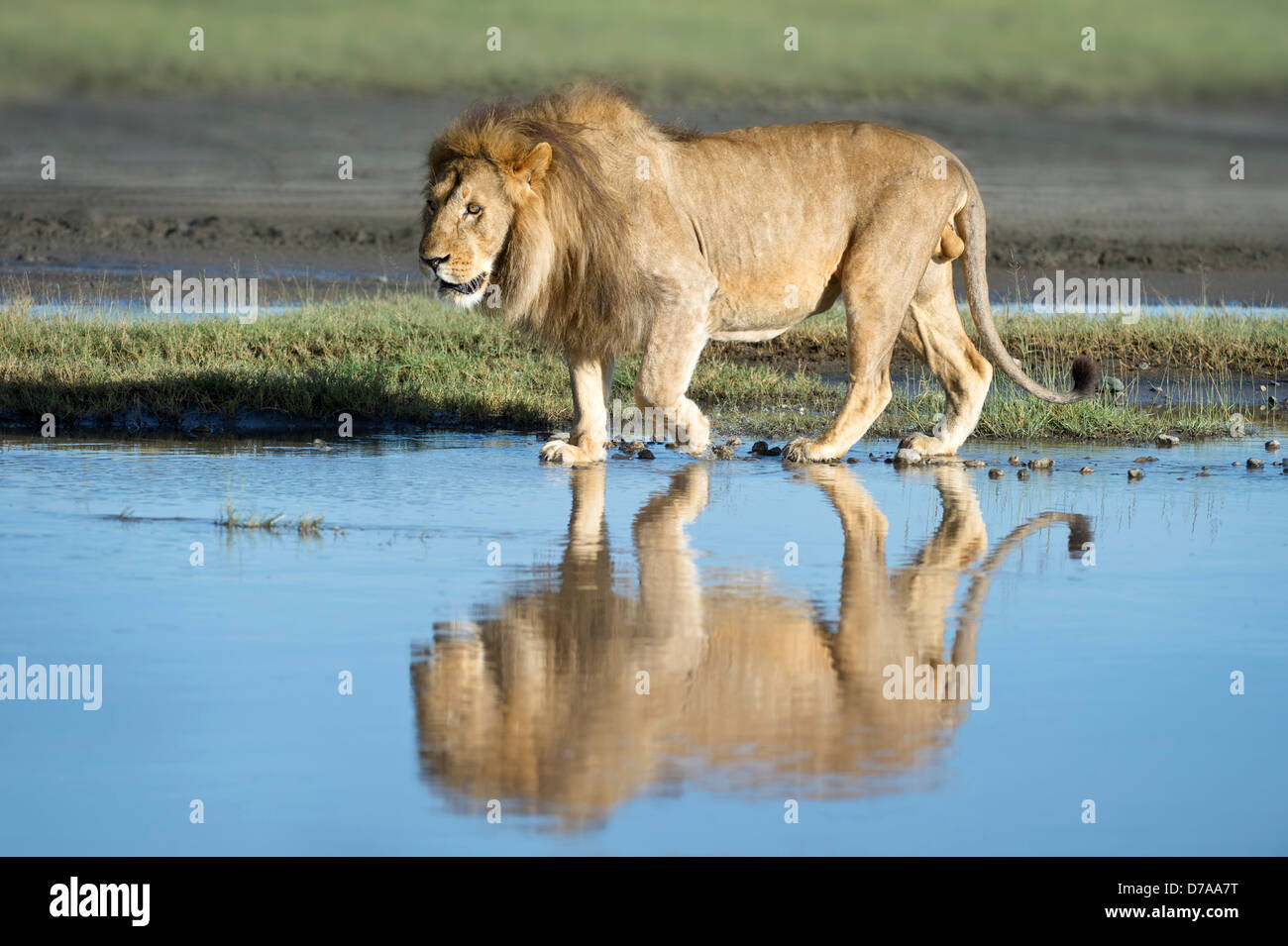Male African lion Panthera leo reflection at Big Marsh Ndutu Ngorongoro ...