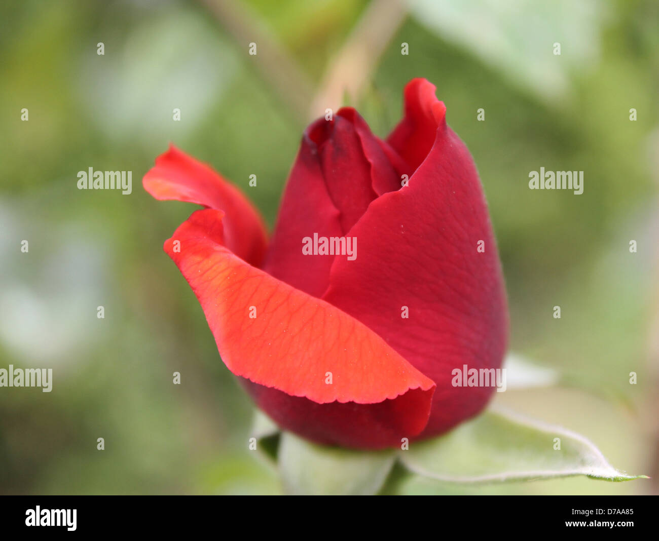 A red rose bud Stock Photo - Alamy