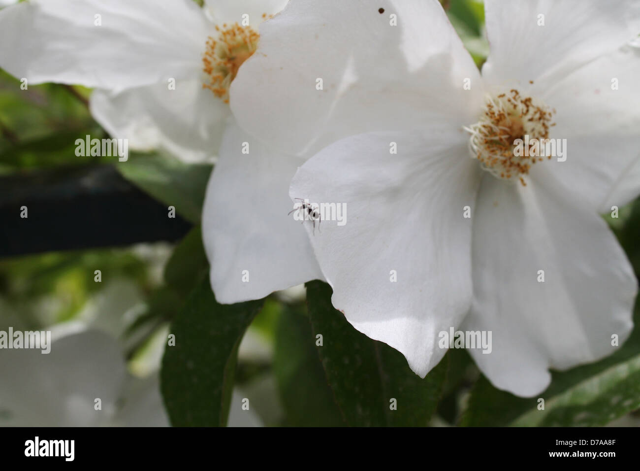 An ant walking on a petal of white rose Stock Photo - Alamy
