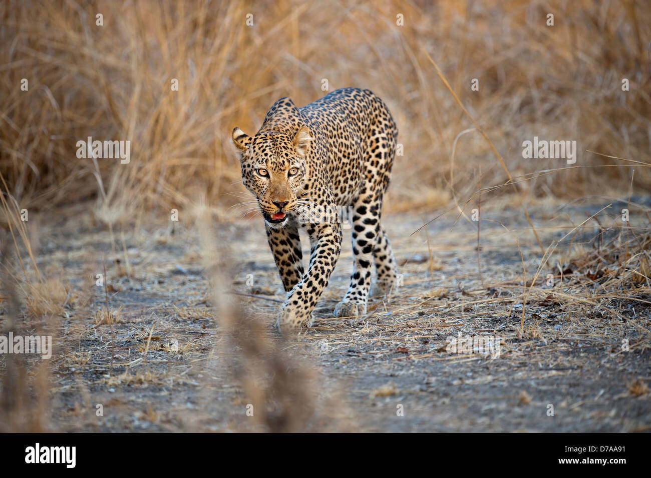 Male and female leopard hi-res stock photography and images - Alamy
